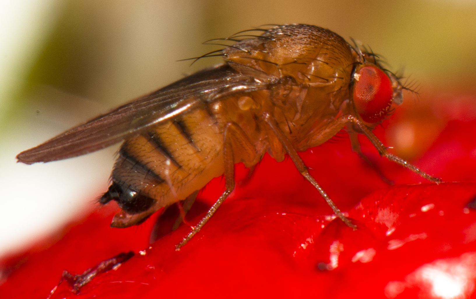 » Les insectes : pourquoi faut-il les protéger ? | Un article Pop’Sciences