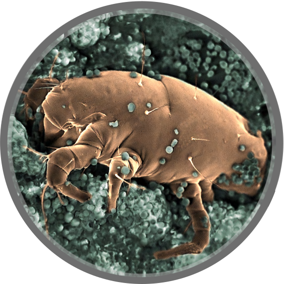 » La science sous l’angle de la microscopie